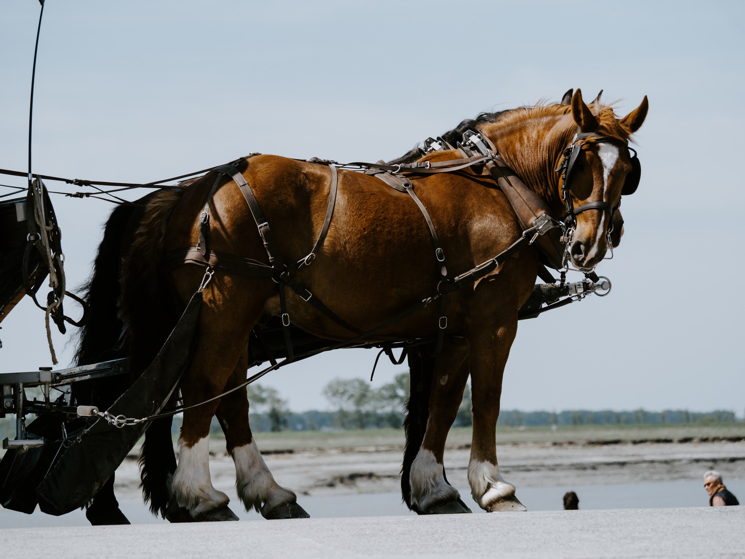 Belgian Horse Pulling